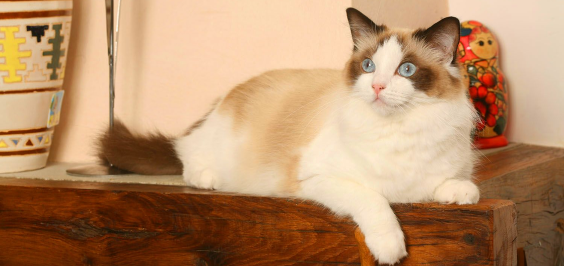 Питание беременной кошки | Royal Canin